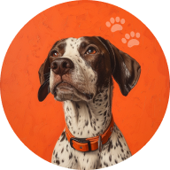 DRESSES – Wise Wag